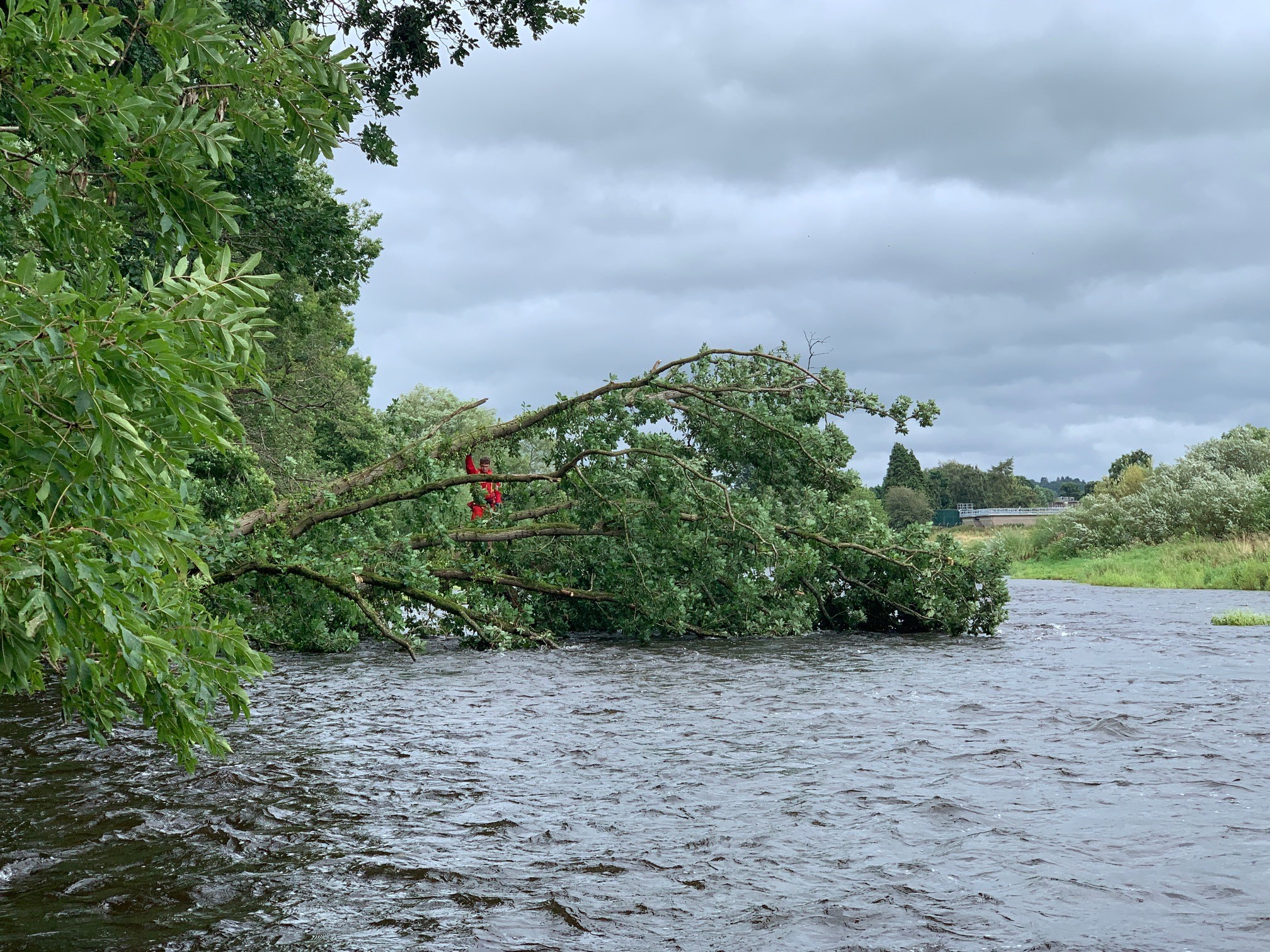River Wye: Tree down below Hay bridge – South Wales Outdoor Activity ...
