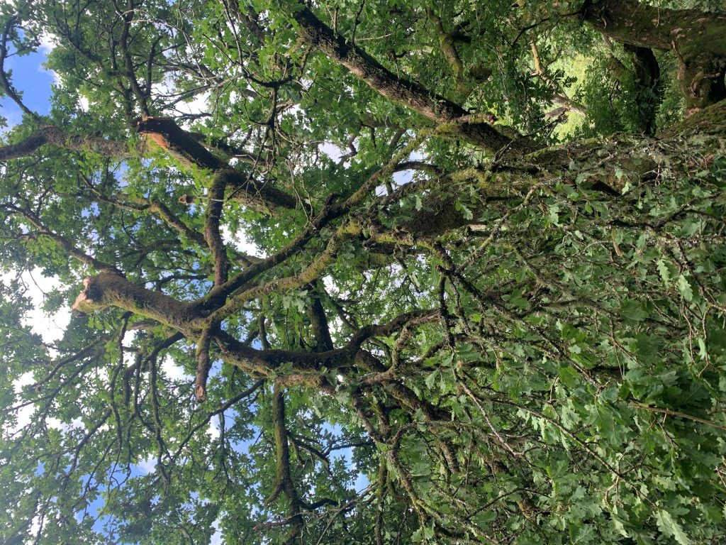 Fallen tree branch hanging precariously above path to Loonies’ Leap ...