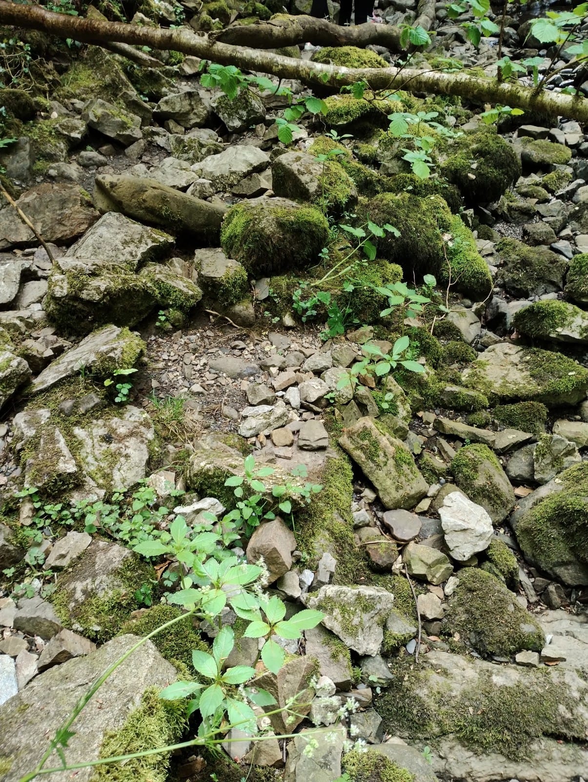 Tackling Invasive Non-Native Species in our Workplace – South Wales ...